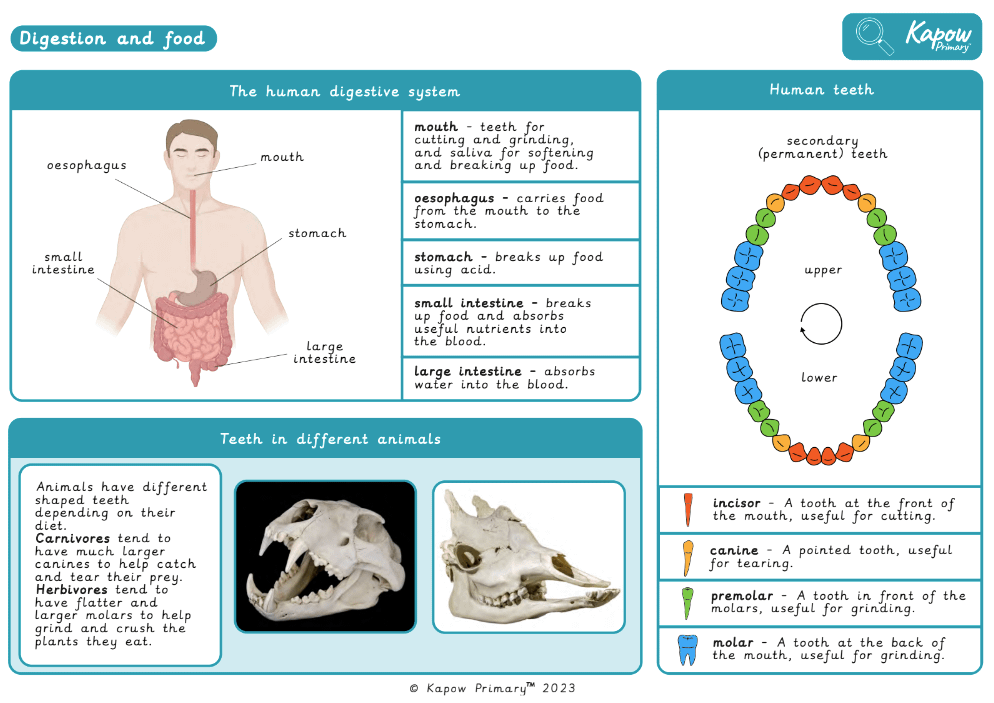 Knowledge organiser: Science - Y4 Digestion and food - Kapow Primary
