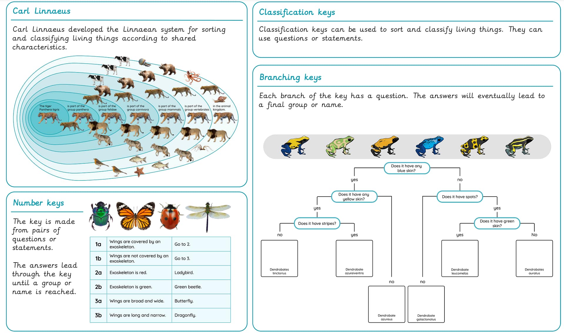 Upper KS2 Science Knowledge Organiser | Classifying Sizes