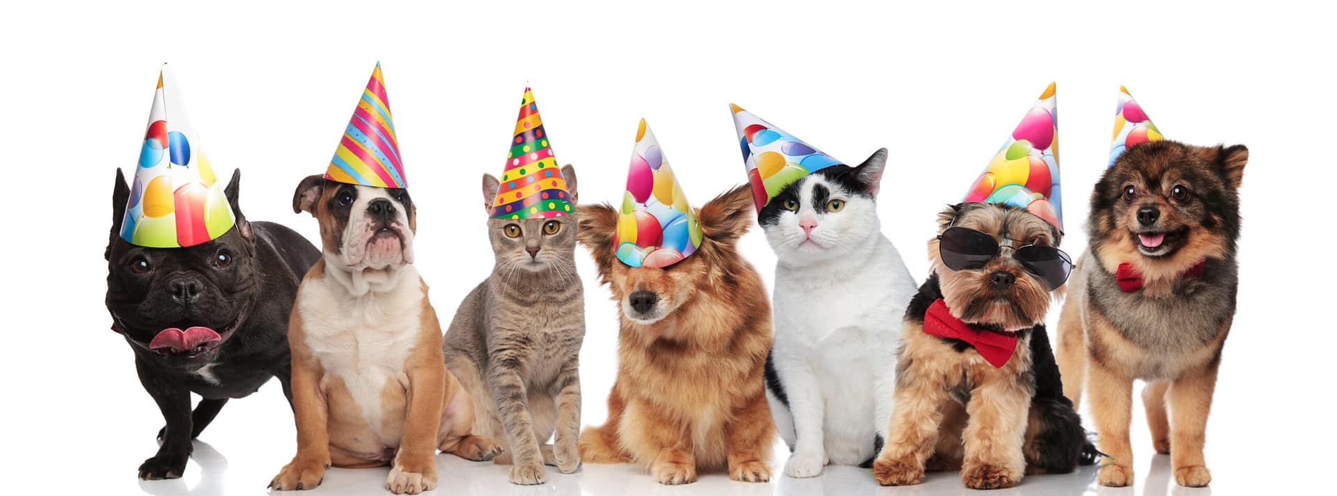 Y3/4 (A): Unit 3: Pets and colours in Spanish
