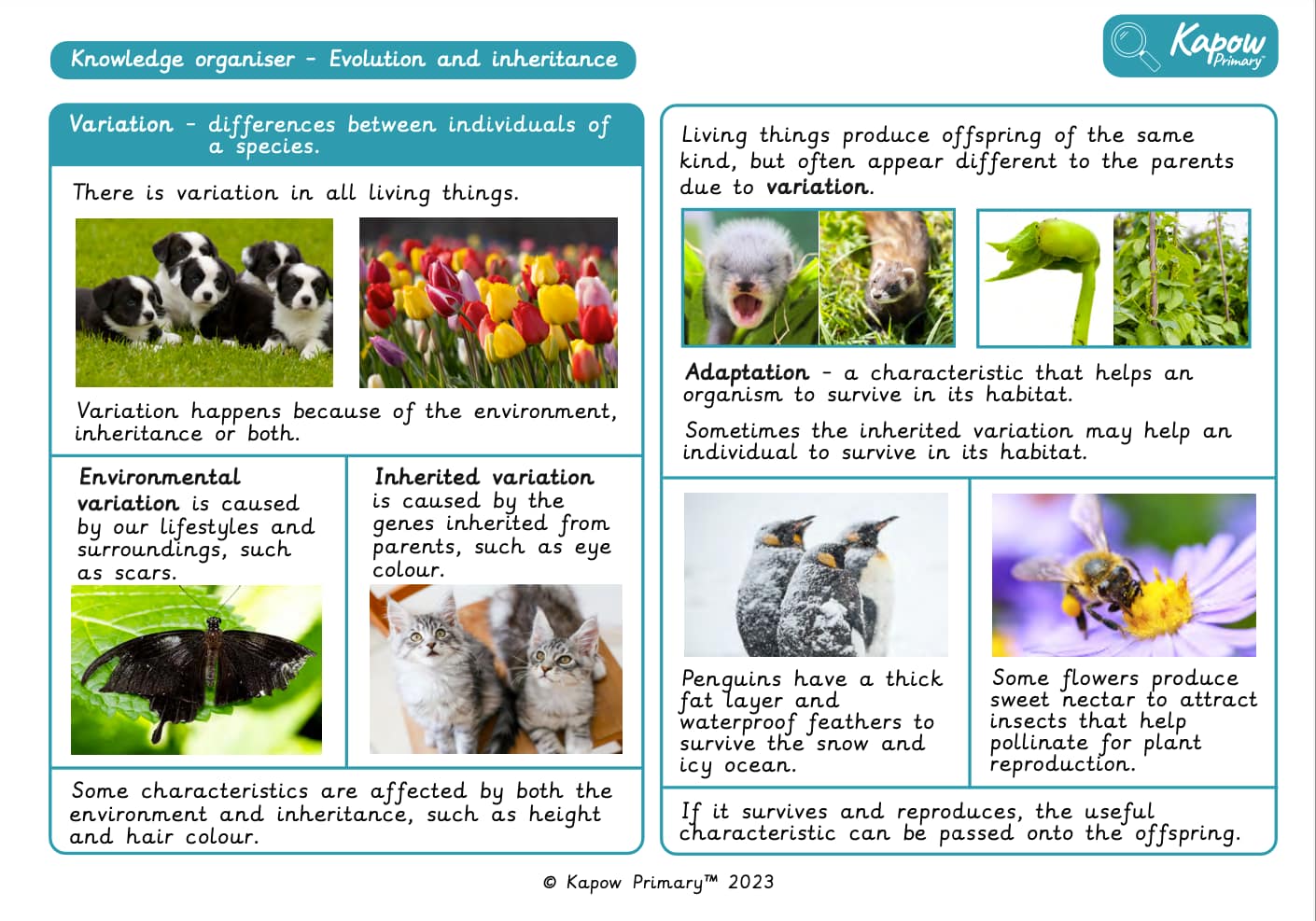 KS2 Science Knowledge Organiser | Evolution & Inherence