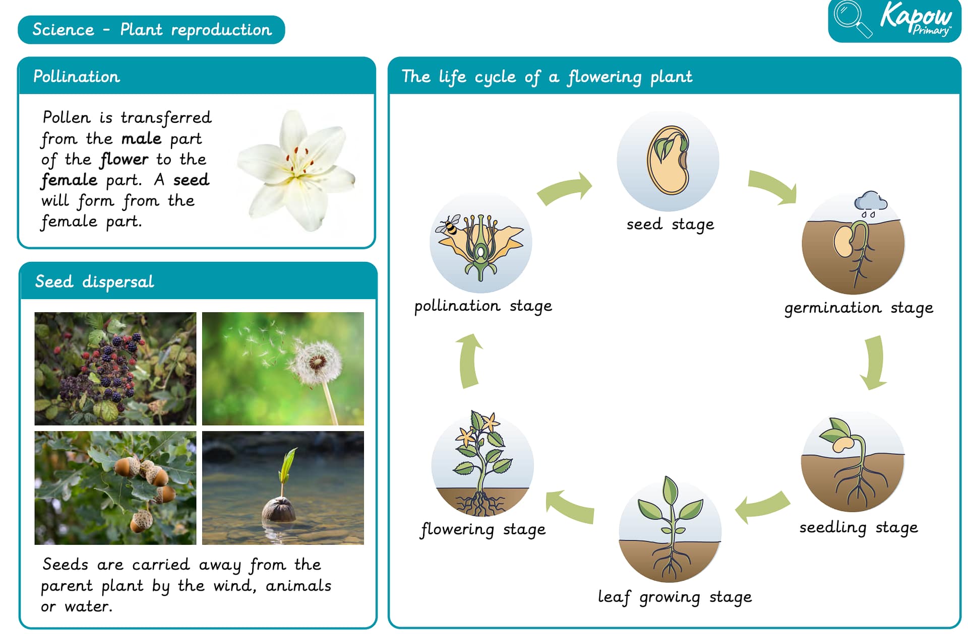 Knowledge organiser - Science Y3: Plant reproduction
