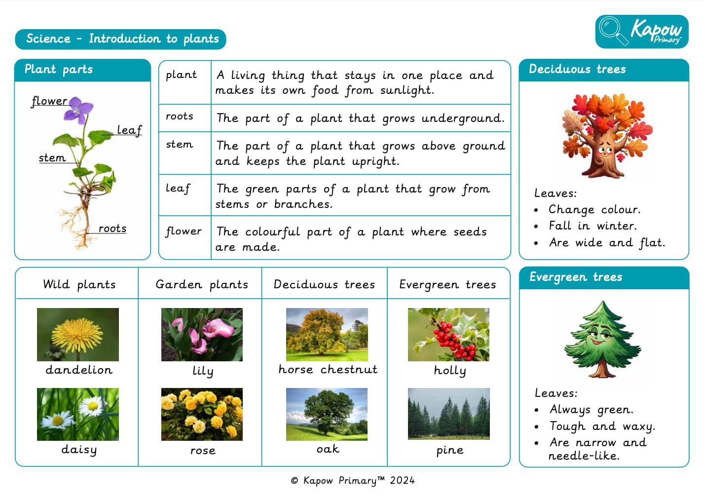 Knowledge organiser - Science Y1: Introduction to plants
