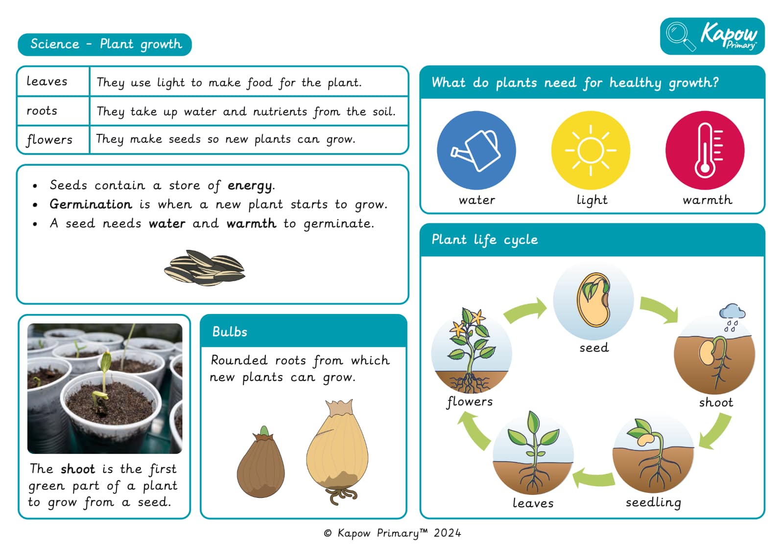 Knowledge organiser - Science Y2: Plant growth