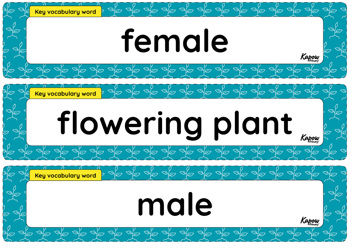 Vocabulary display - Science Y3: Plants: Plant reproduction