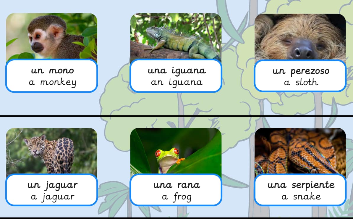 Knowledge organiser: Spanish - The Amazon rainforest