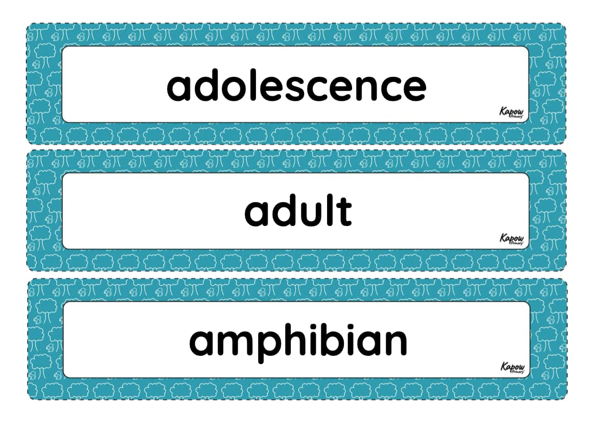 Vocabulary display: Life cycles and reproduction