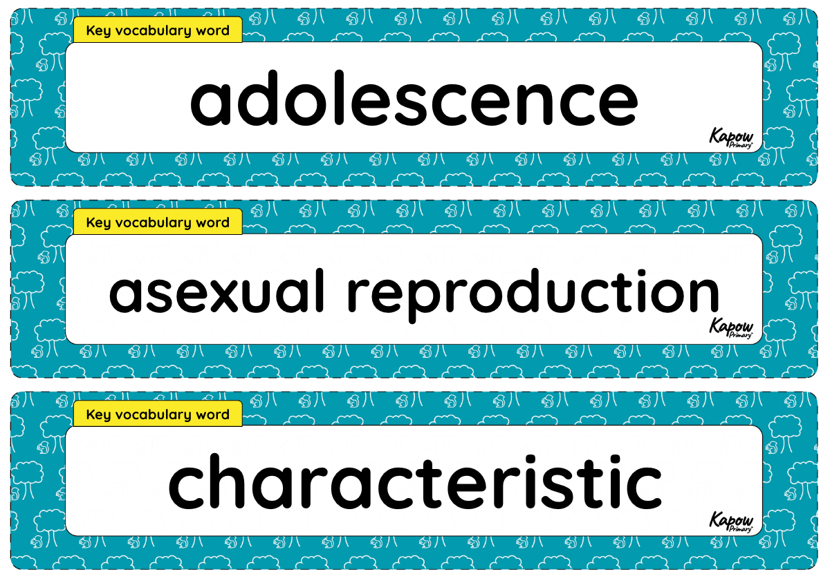 Vocabulary display - Science Y5: Living things: Life cycles and ...