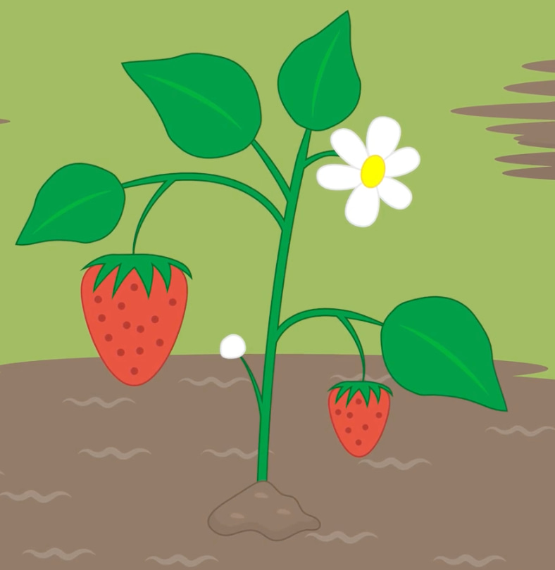 Pupil video: The sower and the seeds - Kapow Primary