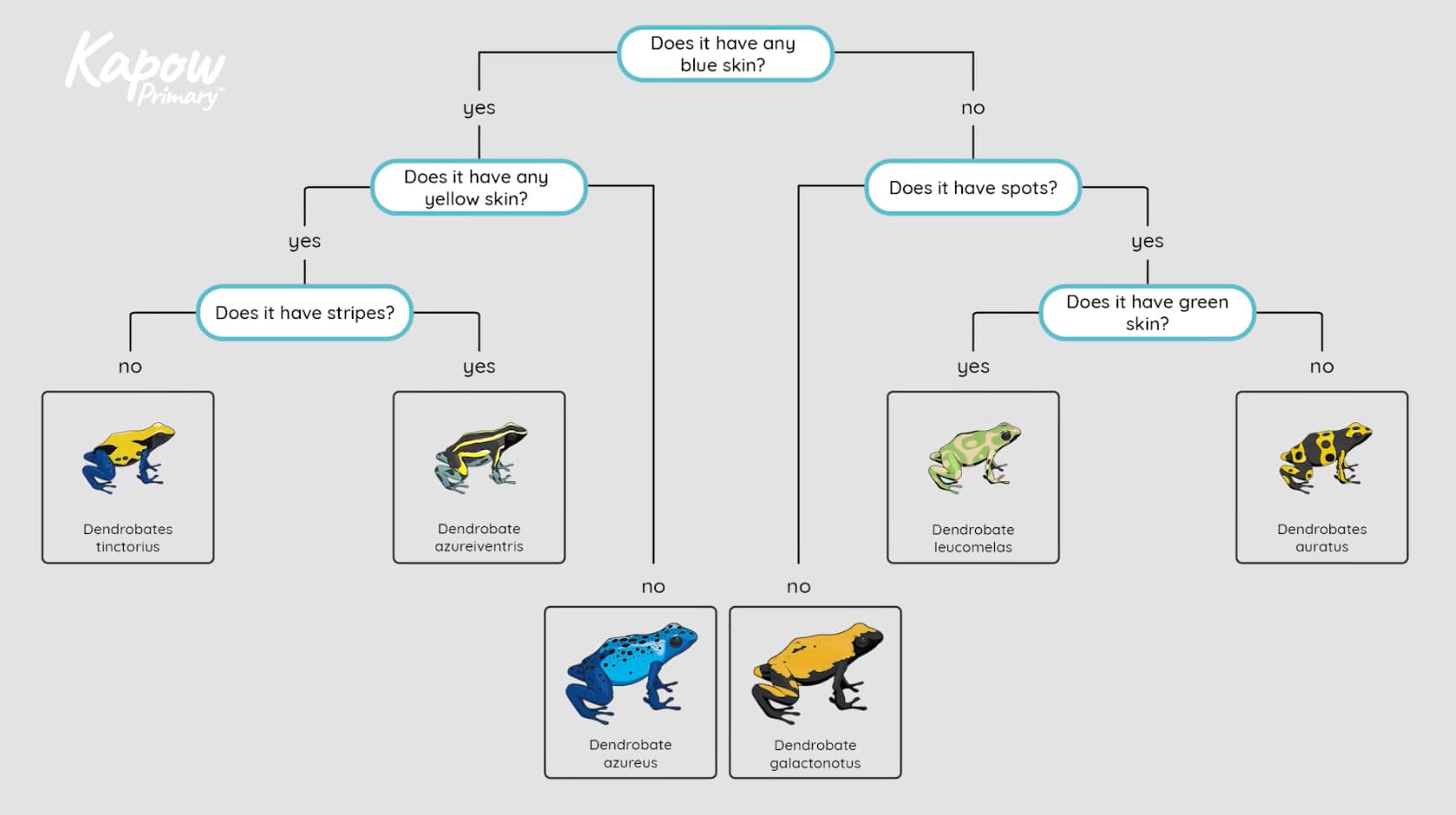 Pupil video: Classification keys - Kapow Primary